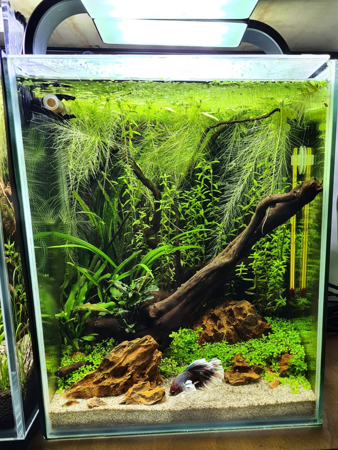 Jak urządzić akwarium dla bojownika - Bojowniki Profesjonalnie