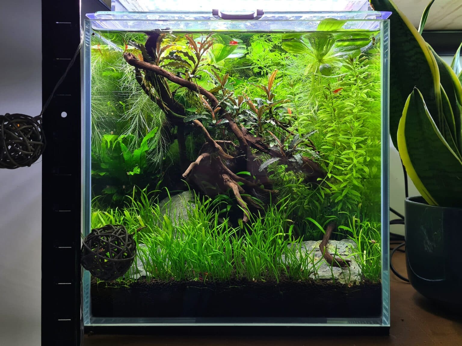 Jak urządzić akwarium dla bojownika - Bojowniki Profesjonalnie
